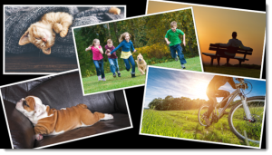 Section Zoom Photo Collage - The PowerPoint Blog